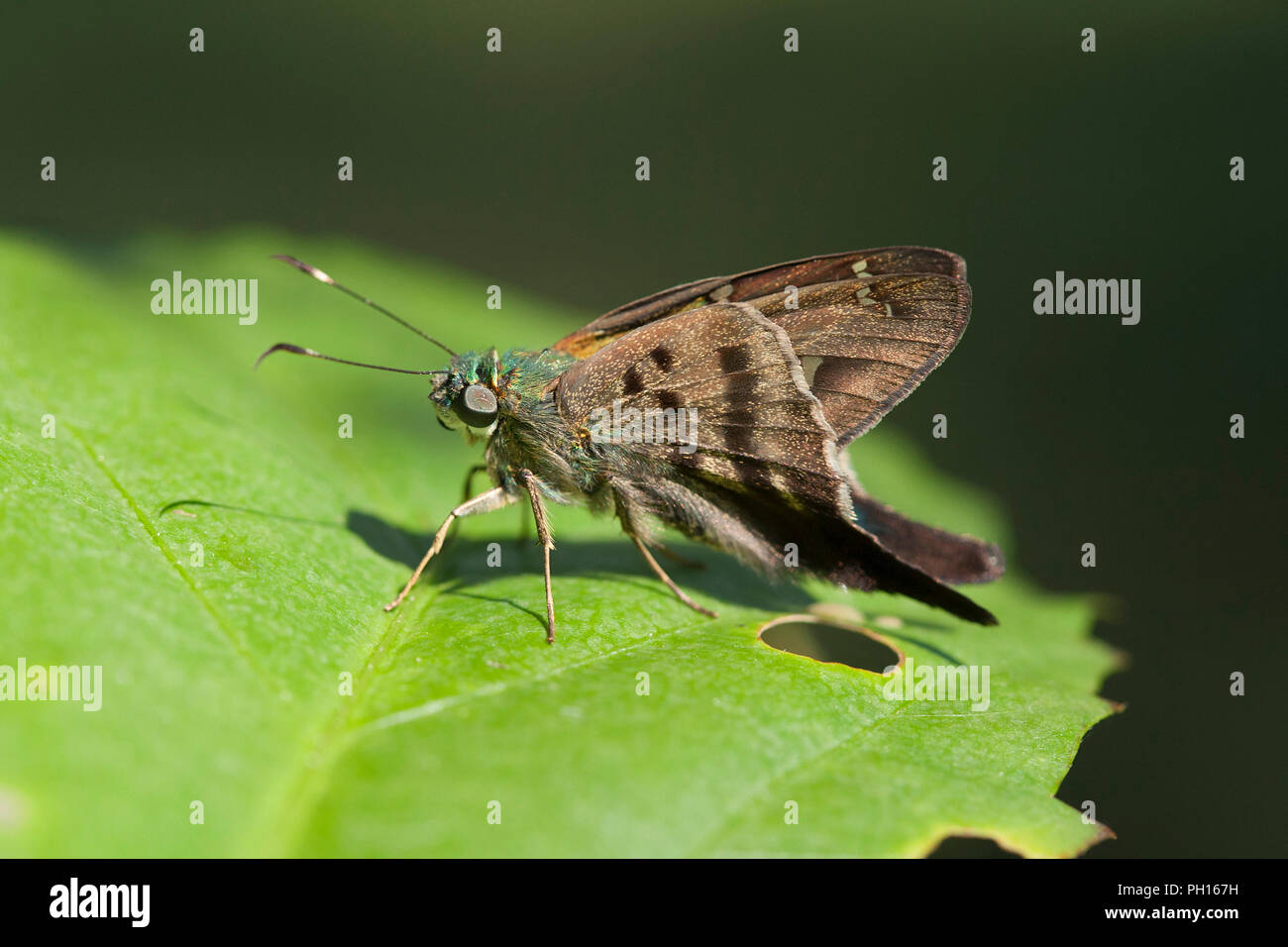 Long-tailed Skipper, Urbanus proteus, single adult resting on leaf ...
