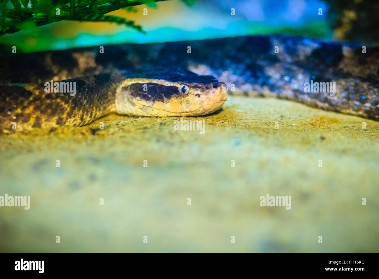 Malayan pit viper (Calloselasma rhodostoma), very dangerous snake Stock ...