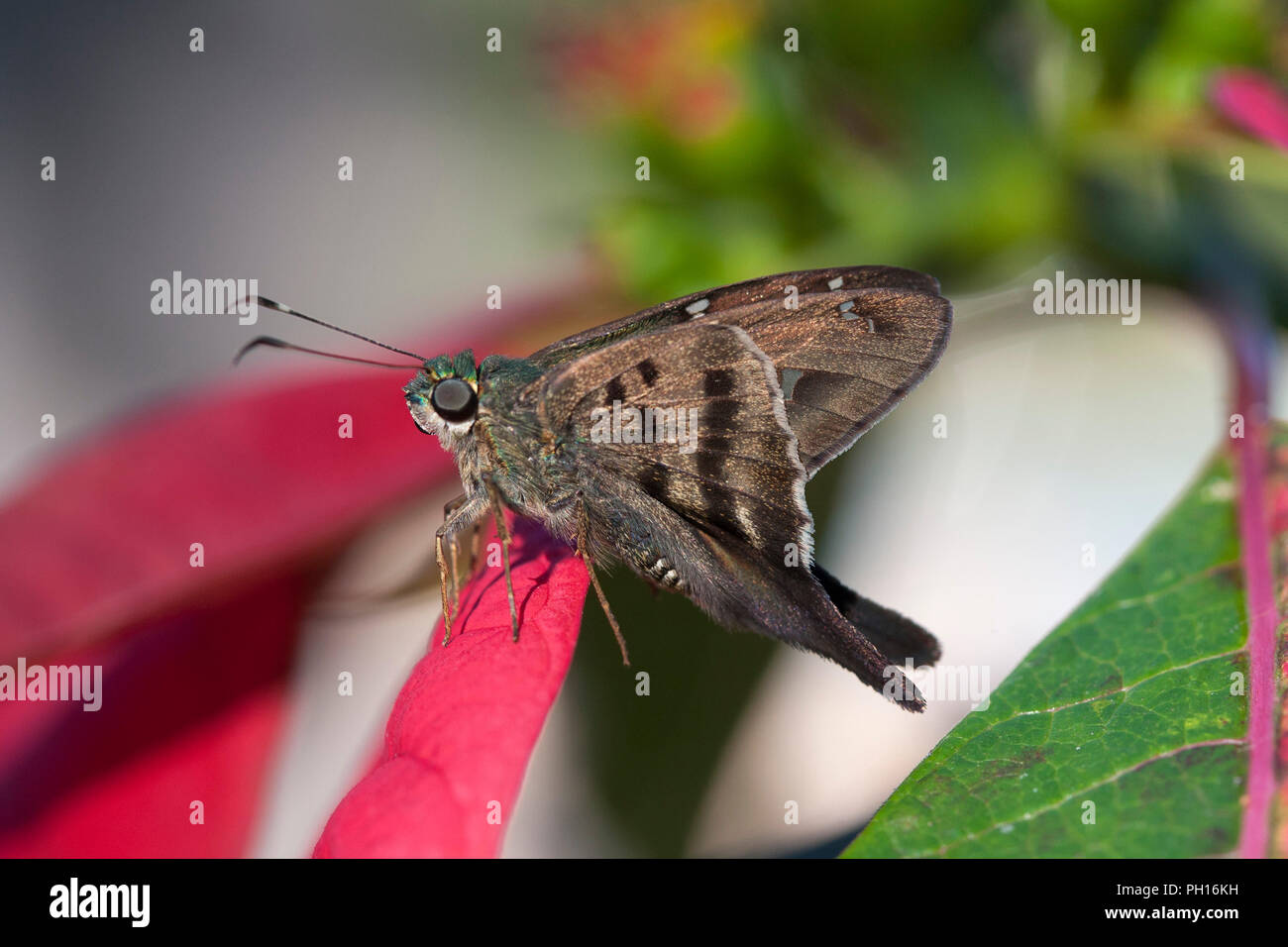 Long tailed skipper butterflies hi-res stock photography and images - Alamy