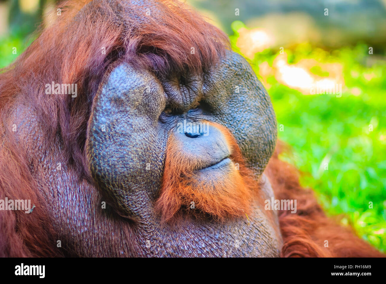 Cheek Pads High Resolution Stock Photography and Images - Alamy