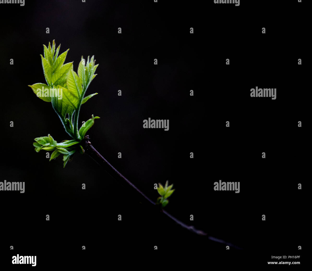 One twig with young fresh green leaves Stock Photo - Alamy