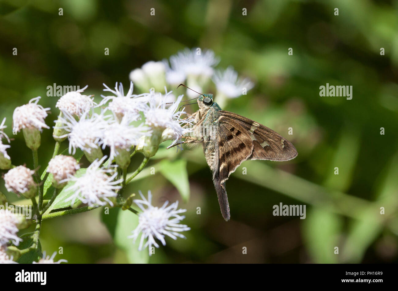 Long-tailed Skipper, Urbanus proteus, single adult feeding on flowers ...