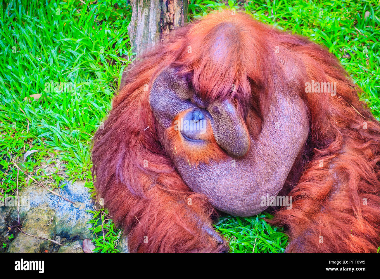 Close up to face of dominant male, Bornean orangutan (Pongo pygmaeus ...