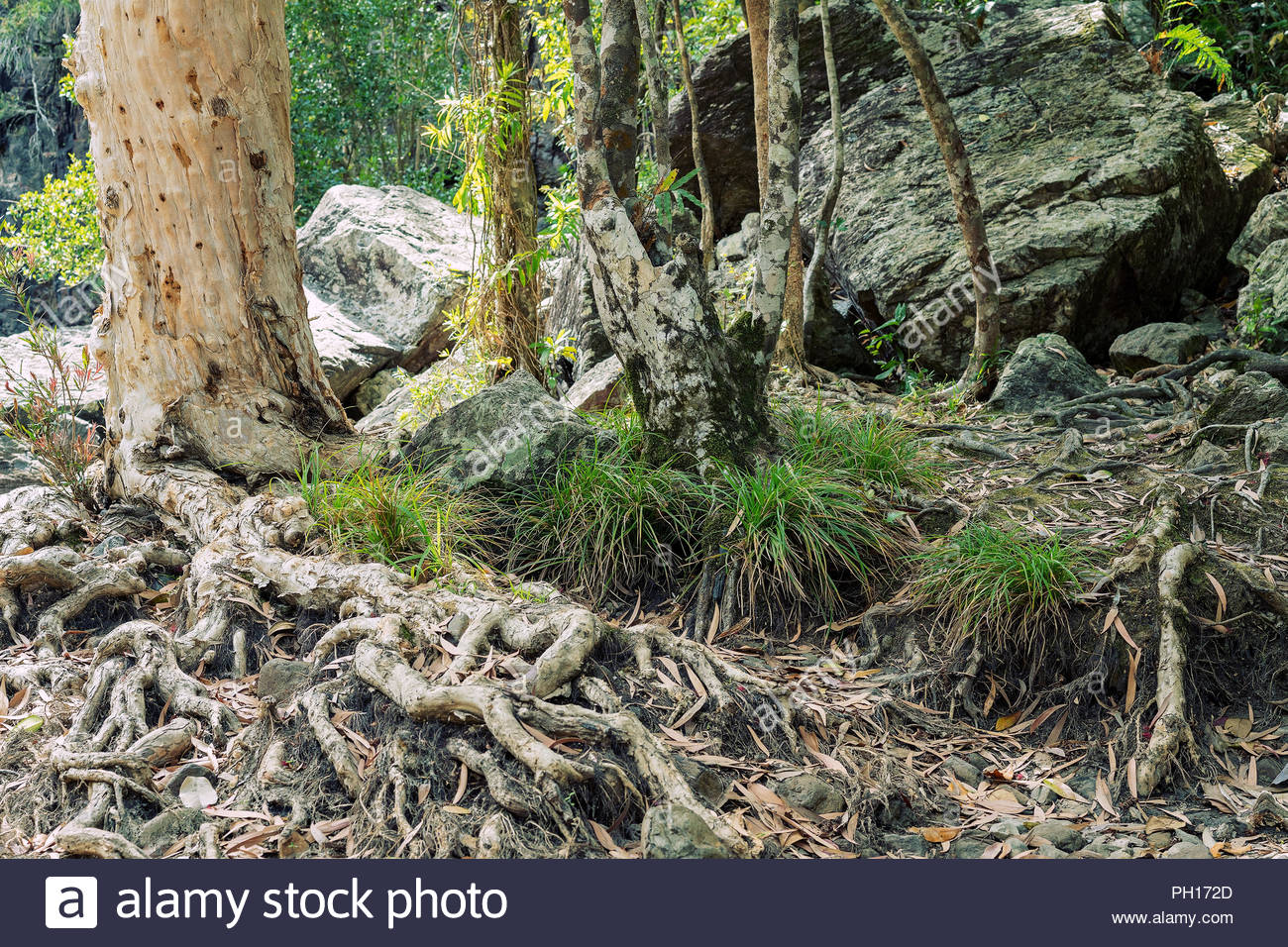 Tangled Tree Roots Stock Photos & Tangled Tree Roots Stock Images - Alamy