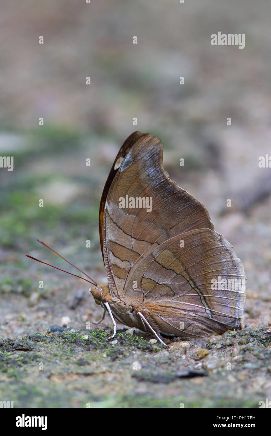 Butterfly, Historis odius, single adult taking up salts from ground ...
