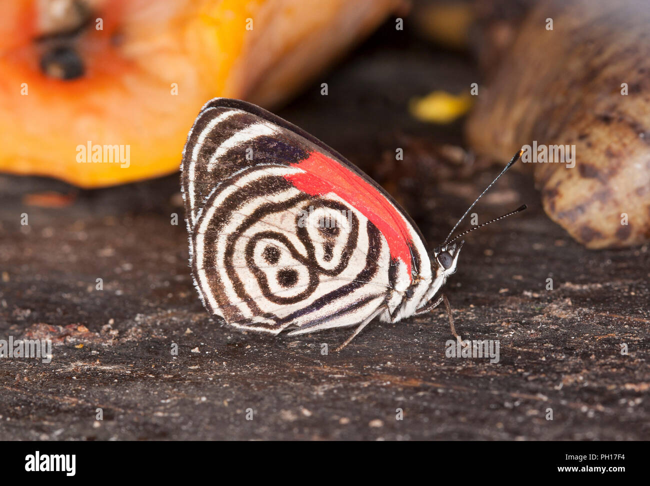 Brazil Butterfly High Resolution Stock Photography and Images - Alamy