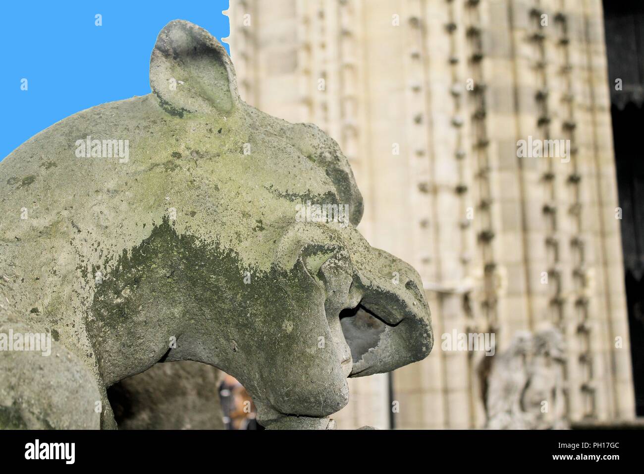 Chimera (gargoyle) of the Cathedral of Notre Dame de Paris overlooking ...