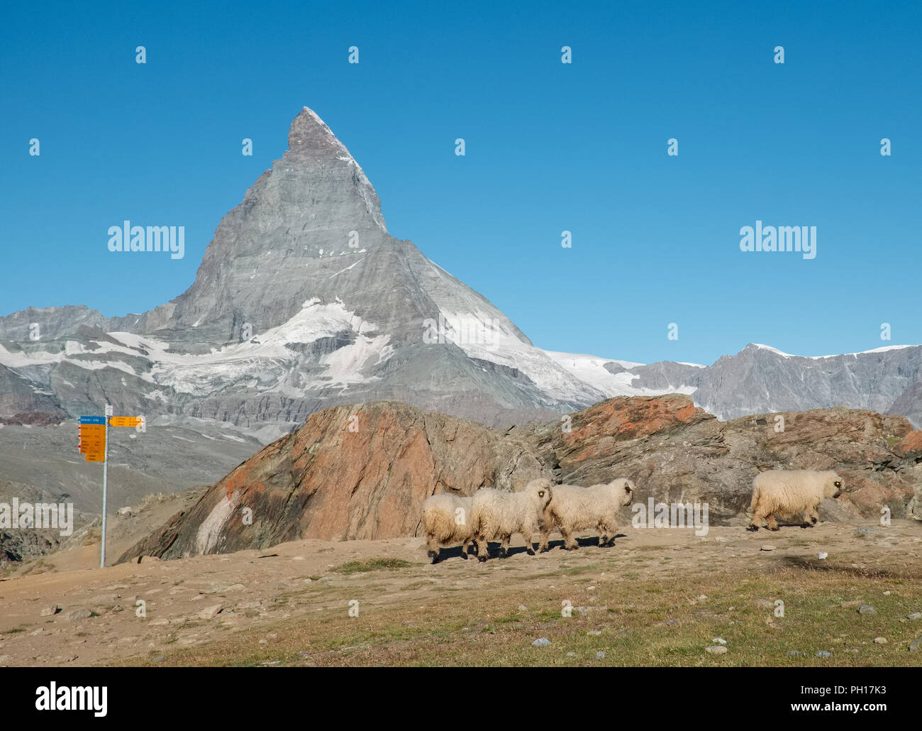 A herd of Valais Blacknose sheep walking in the Alps, with the famous ...