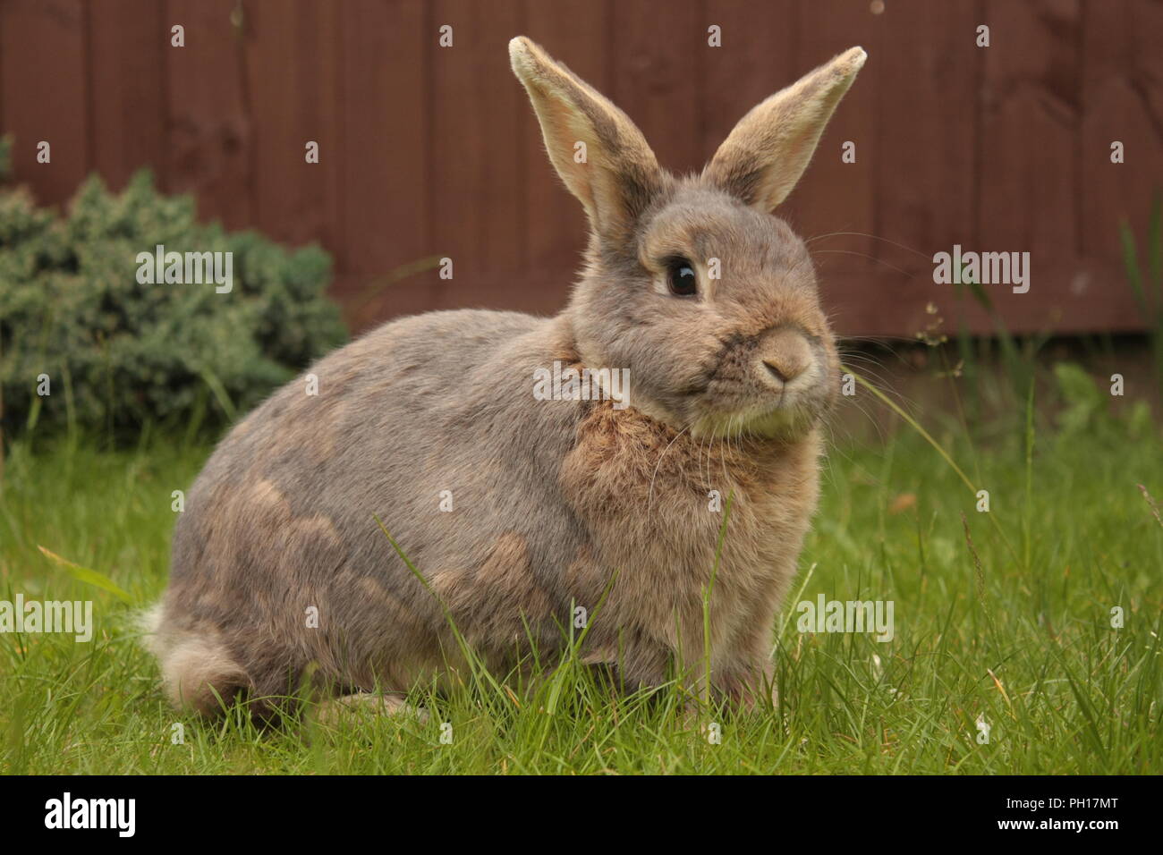 Rabbit carrots hi-res stock photography and images - Alamy