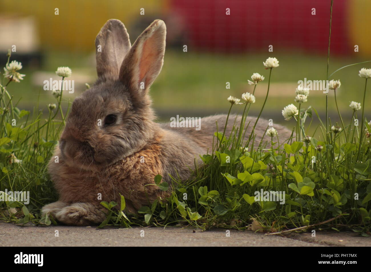 pet rabbit Stock Photo - Alamy