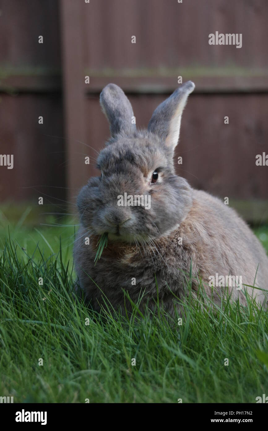 Rabbit teeth hi-res stock photography and images - Alamy