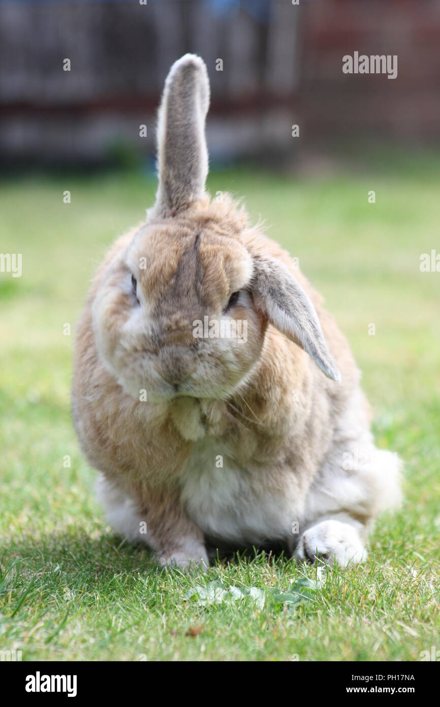 Male rabbit hi-res stock photography and images - Alamy