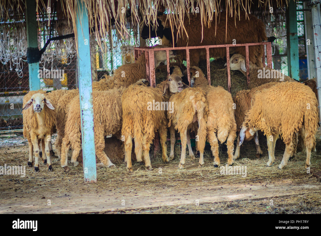 Group of brown sheep in the sheep farm are eating dry straw Stock Photo ...
