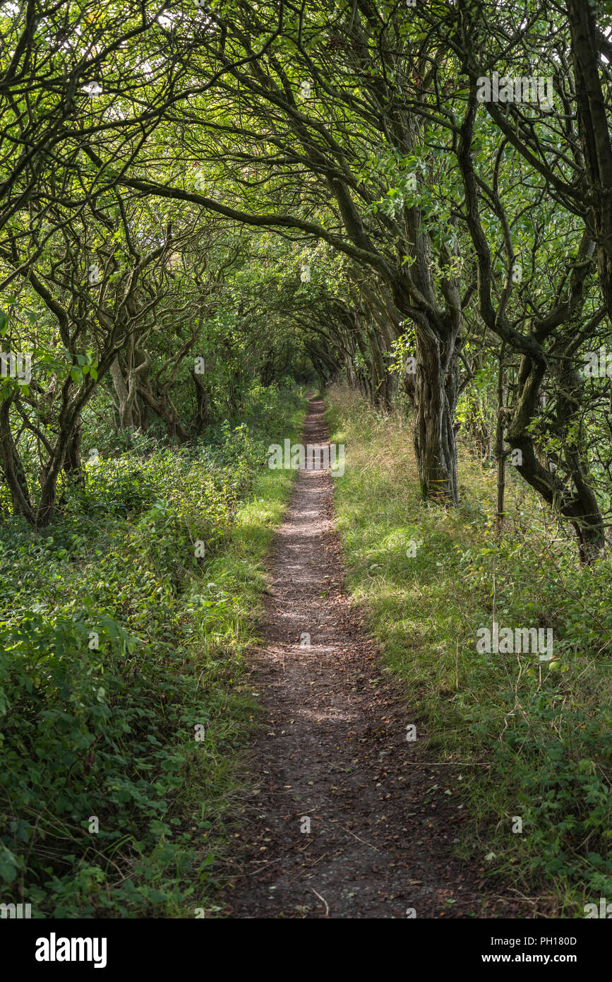 Woodland path arch archway hi-res stock photography and images - Alamy