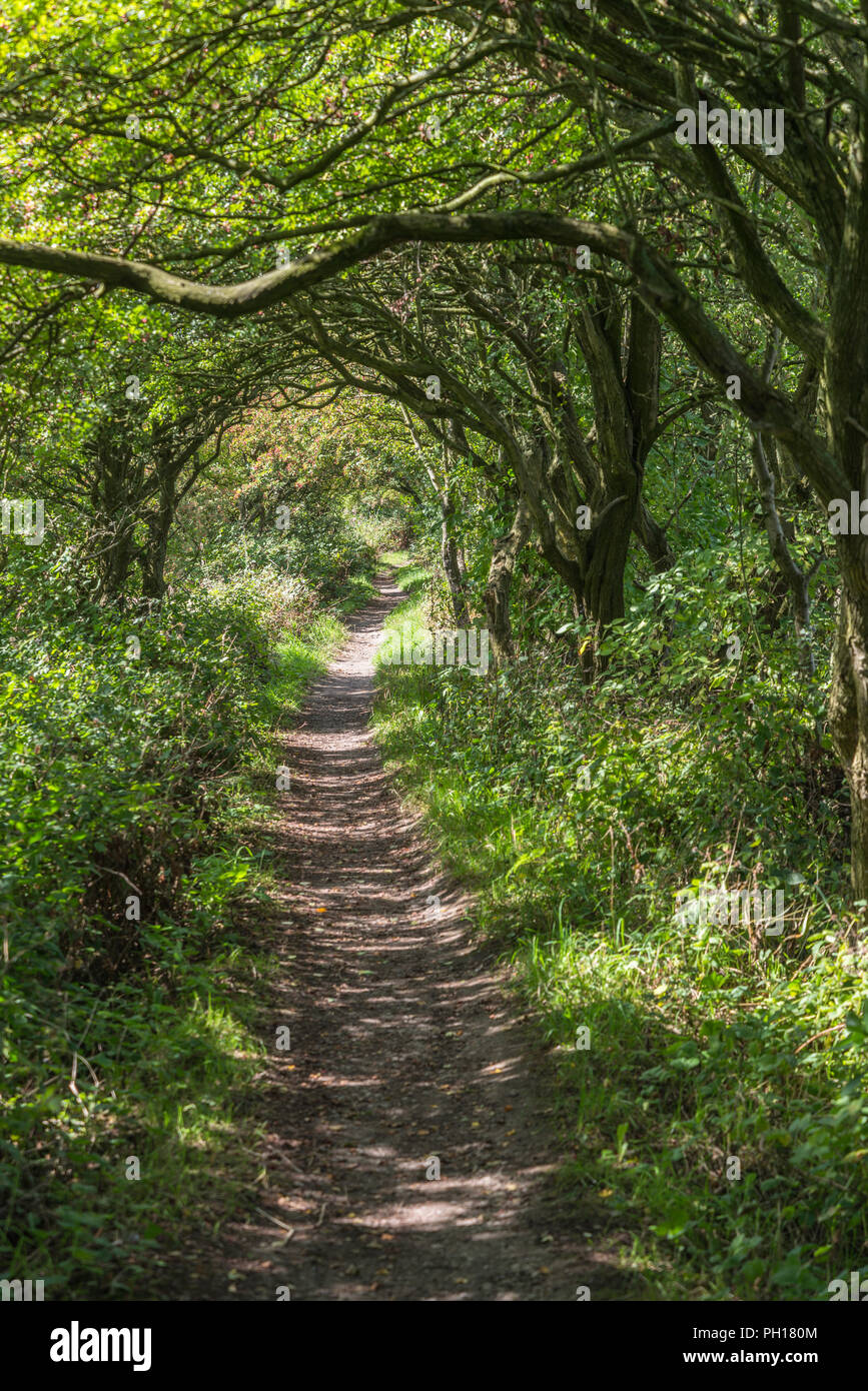 Pathway Going Into The Distance High Resolution Stock Photography and ...