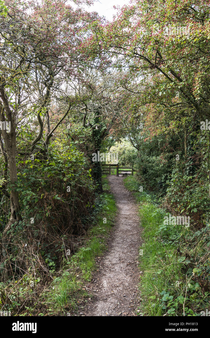 A wooden low level stile on a country path for ramblers to cross a ...
