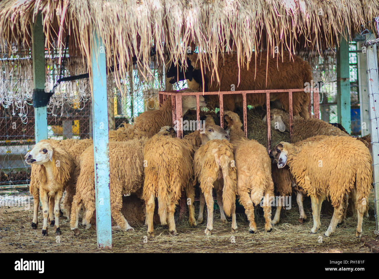 Group of brown sheep in the sheep farm are eating dry straw Stock Photo ...