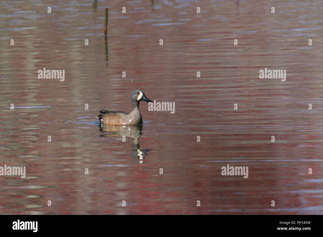 Blue winged teal drake hi-res stock photography and images - Alamy