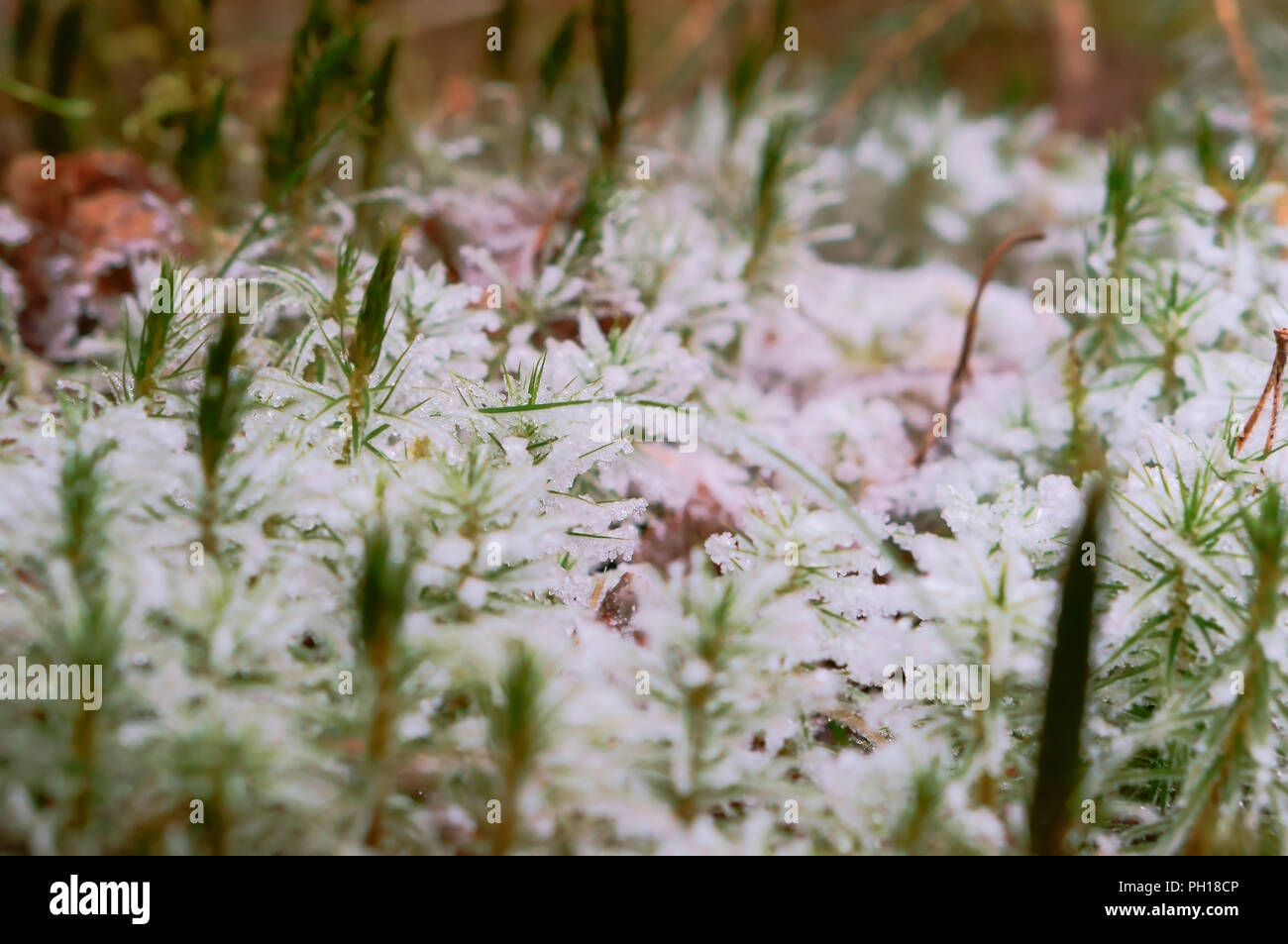 Lichen moss snow snowy hi-res stock photography and images - Alamy