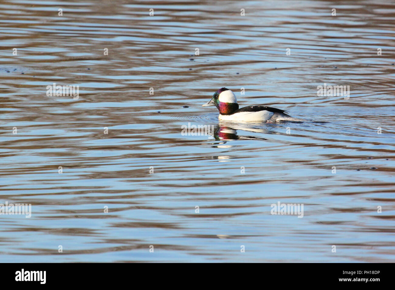 A drake bufflehead duck on water Stock Photo - Alamy