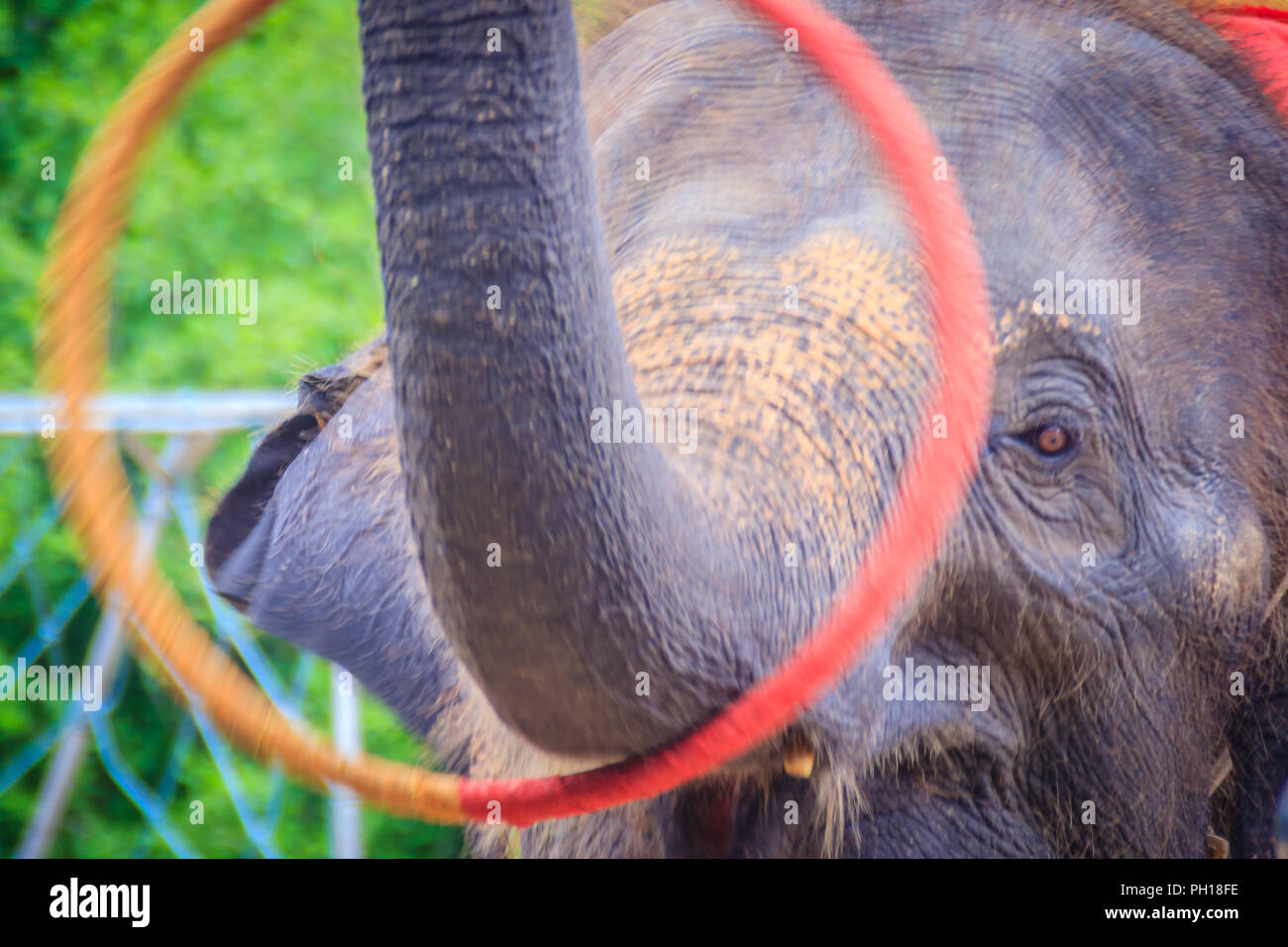 Little elephant use his trunk to play hula hoop Stock Photo - Alamy