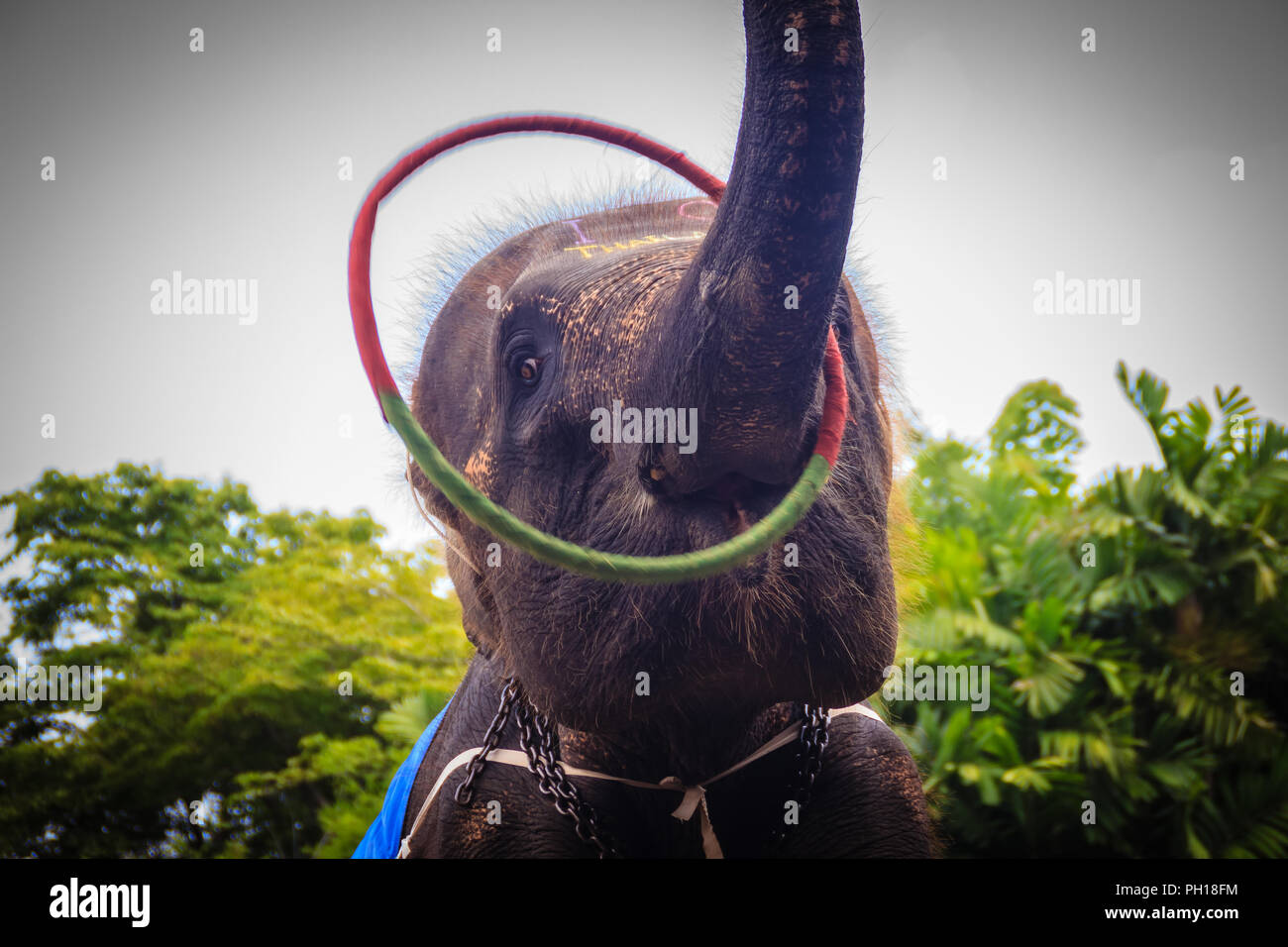 Little elephant use his trunk to play hula hoop Stock Photo - Alamy