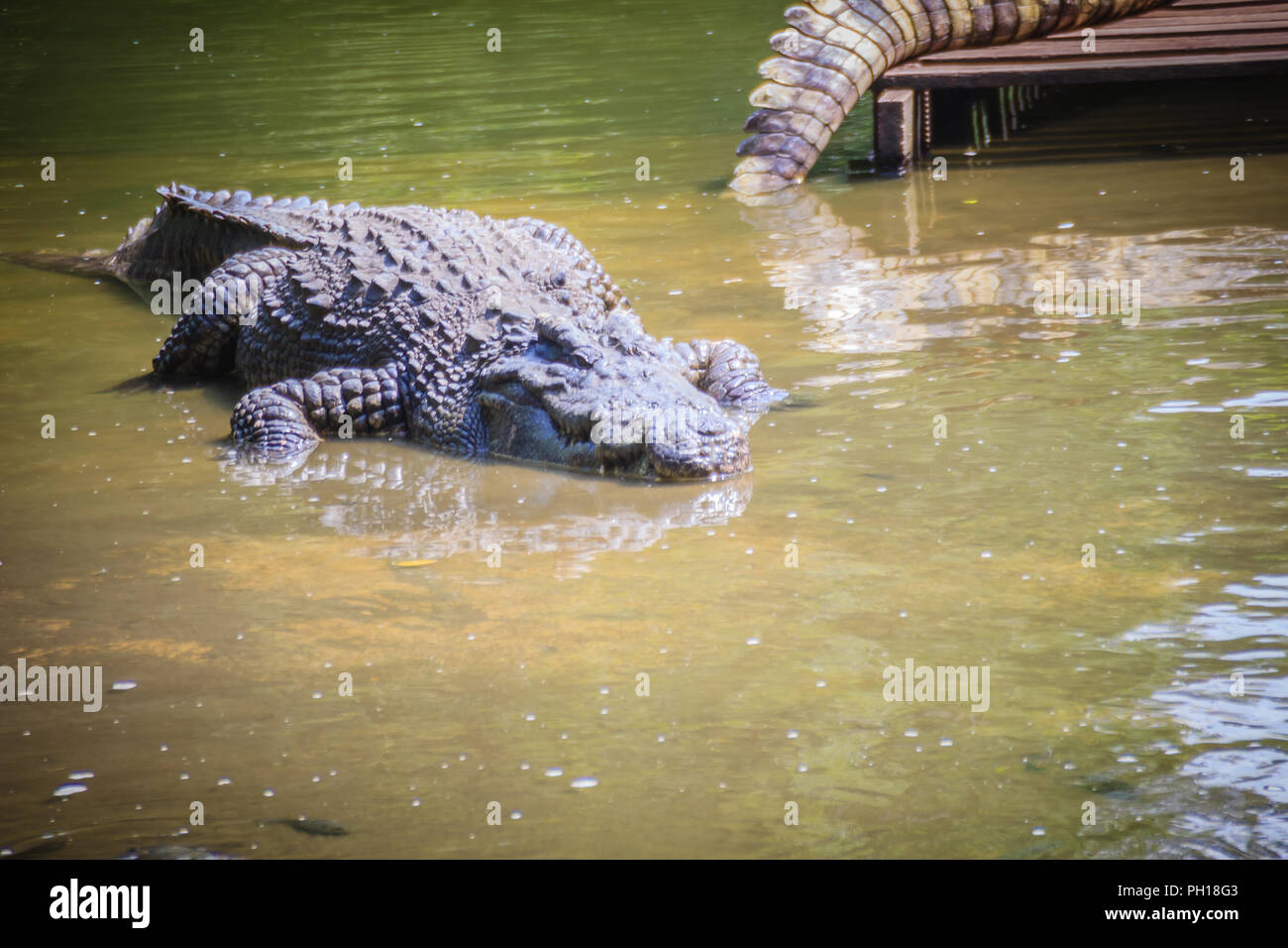 Alligator lying down hi-res stock photography and images - Alamy