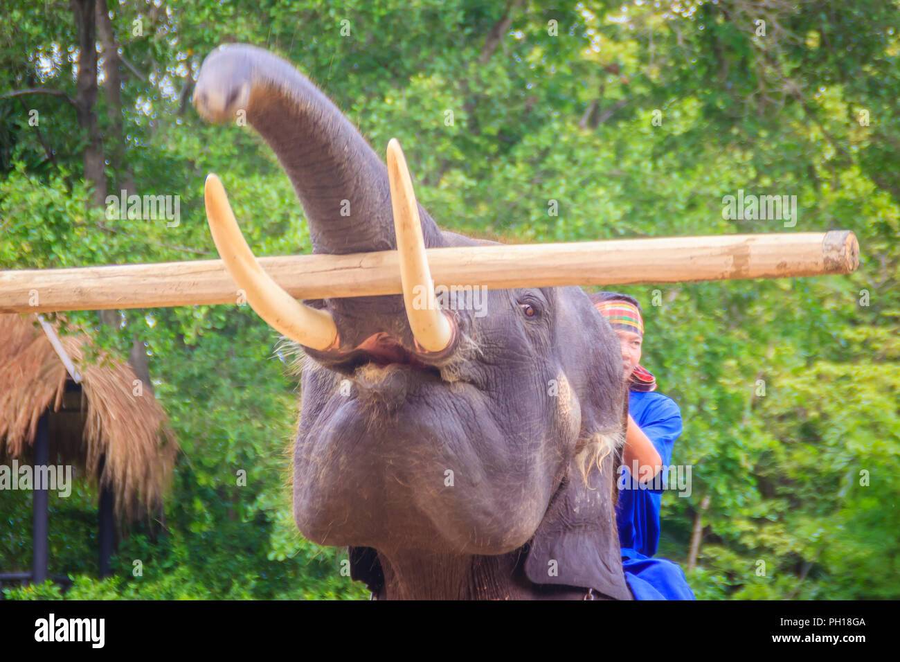 Elephant carrying log hi-res stock photography and images - Alamy