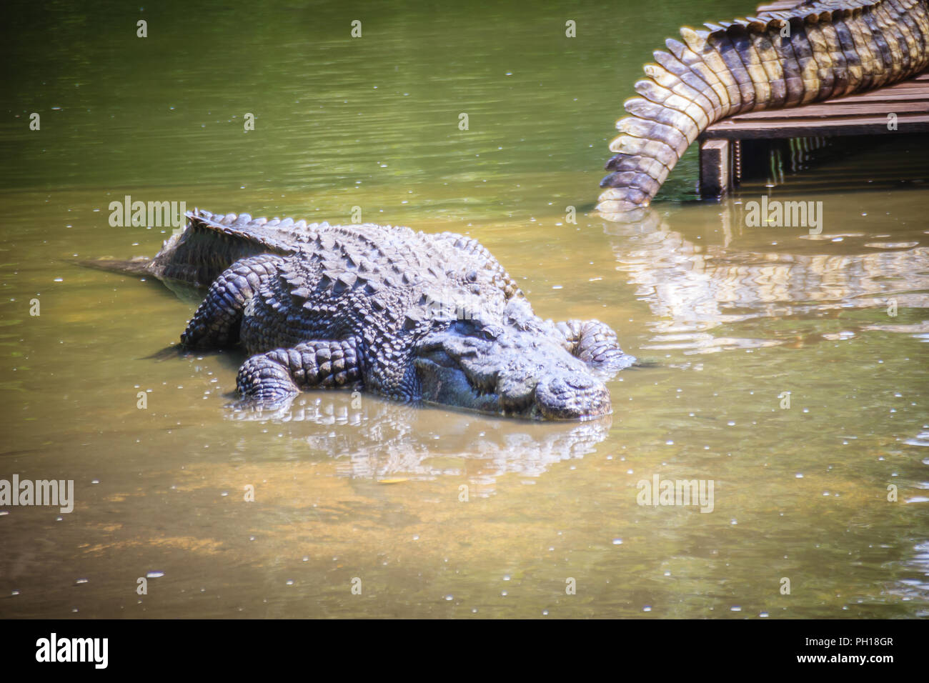 Alligator stalking prey hi-res stock photography and images - Alamy