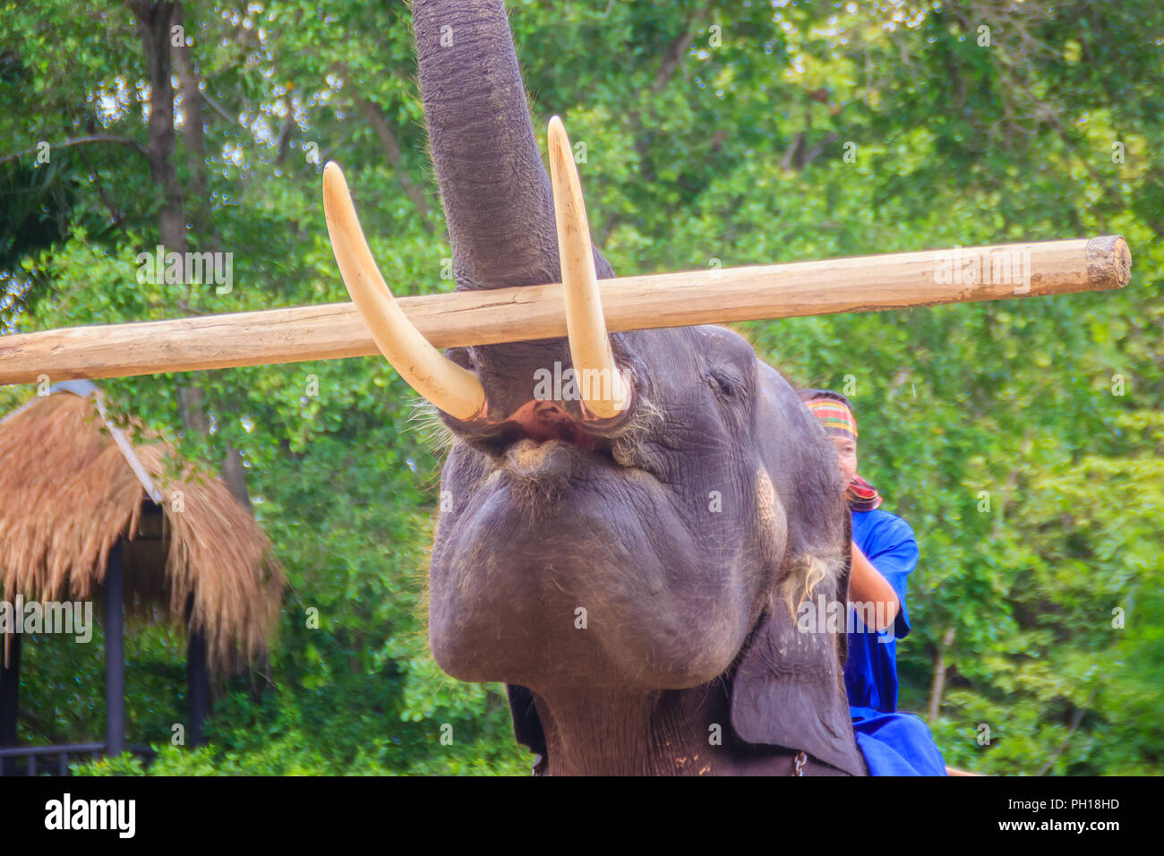 Elephant carrying log hi-res stock photography and images - Alamy