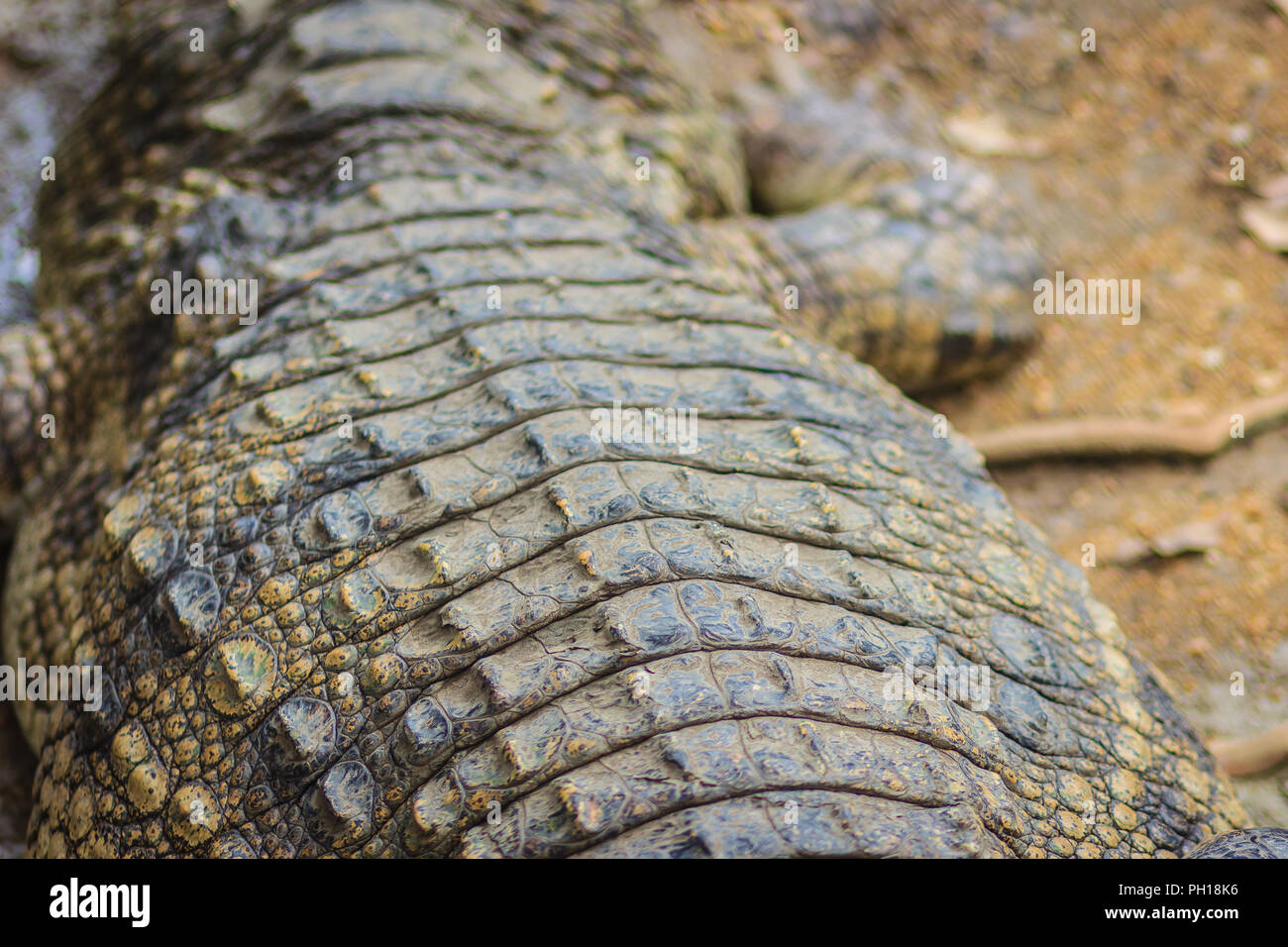 Alligator back view hi-res stock photography and images - Alamy