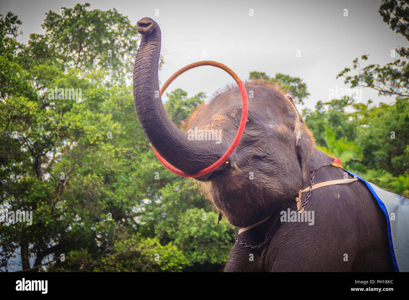 Little elephant use his trunk to play hula hoop Stock Photo - Alamy