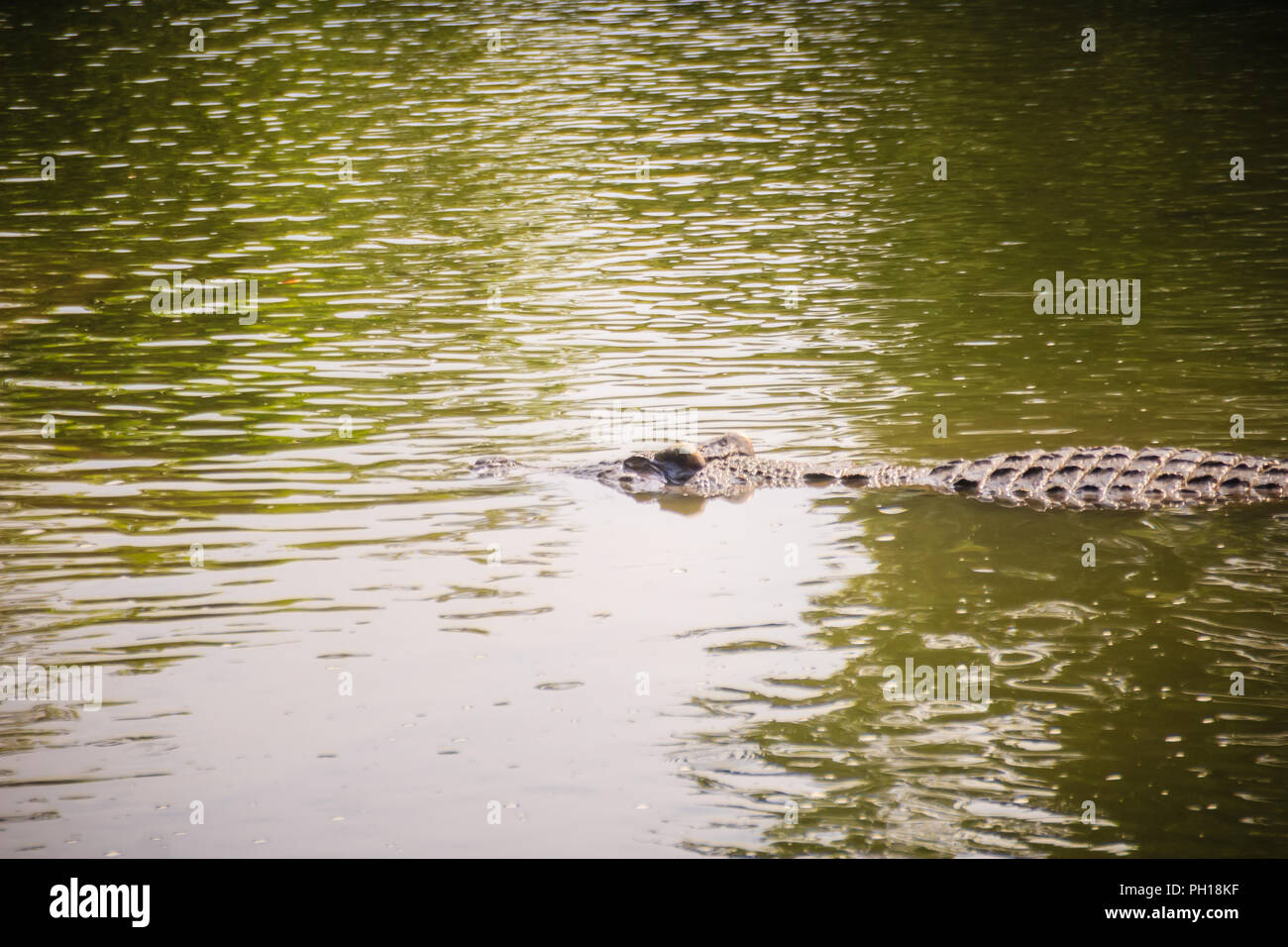 Half submerged crocodile hi-res stock photography and images - Alamy