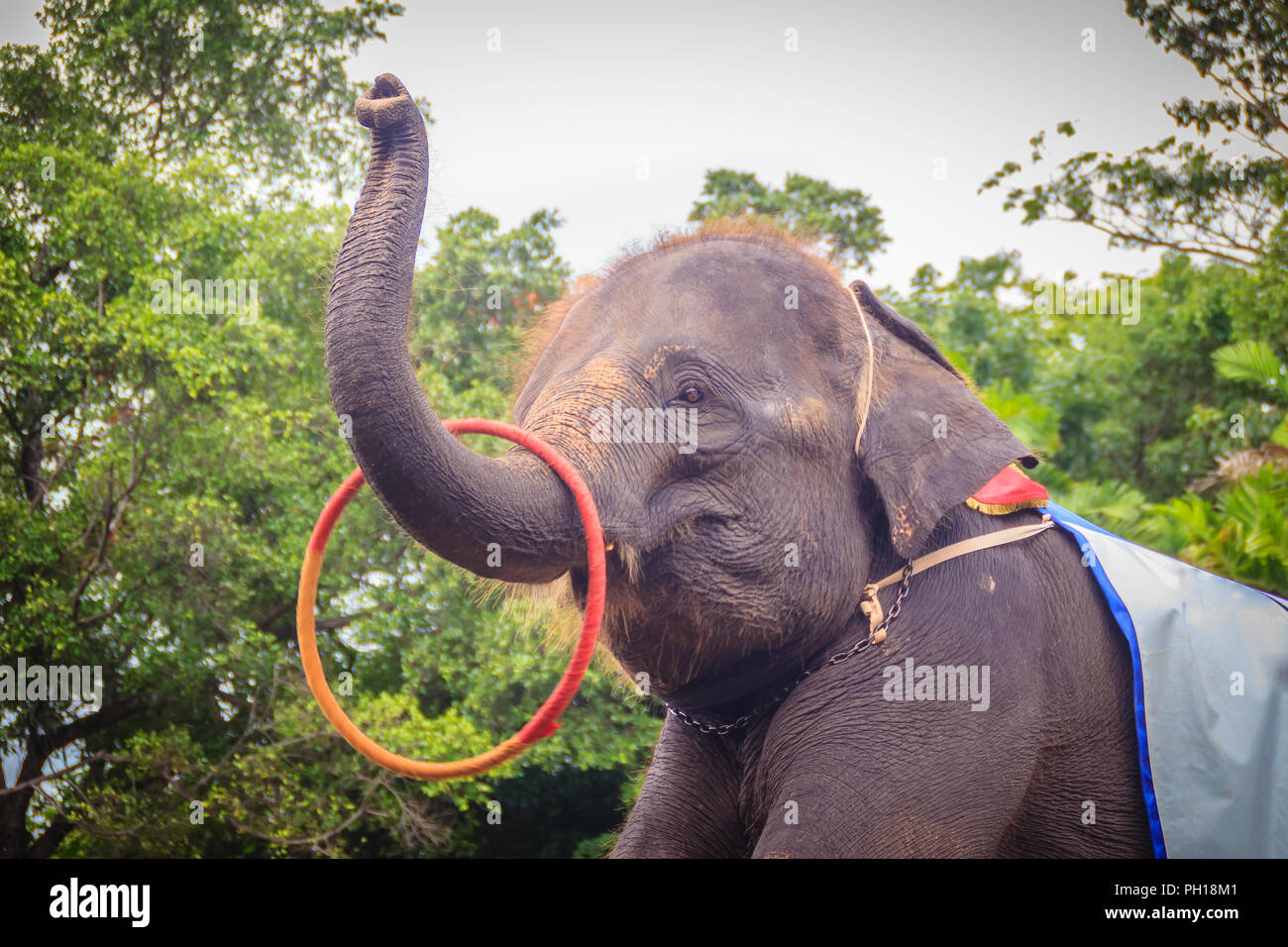 Little elephant use his trunk to play hula hoop Stock Photo - Alamy
