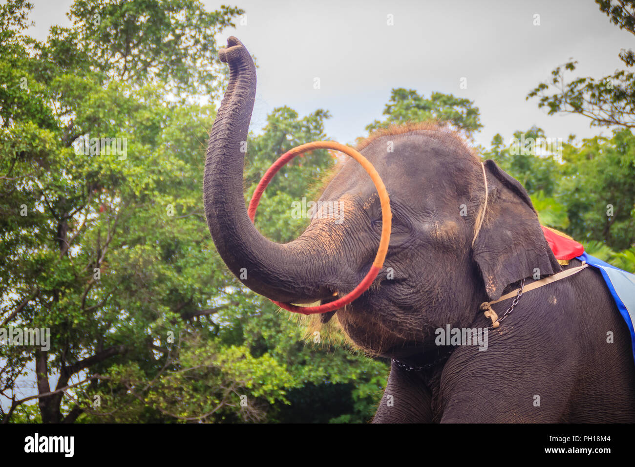 Little elephant use his trunk to play hula hoop Stock Photo - Alamy