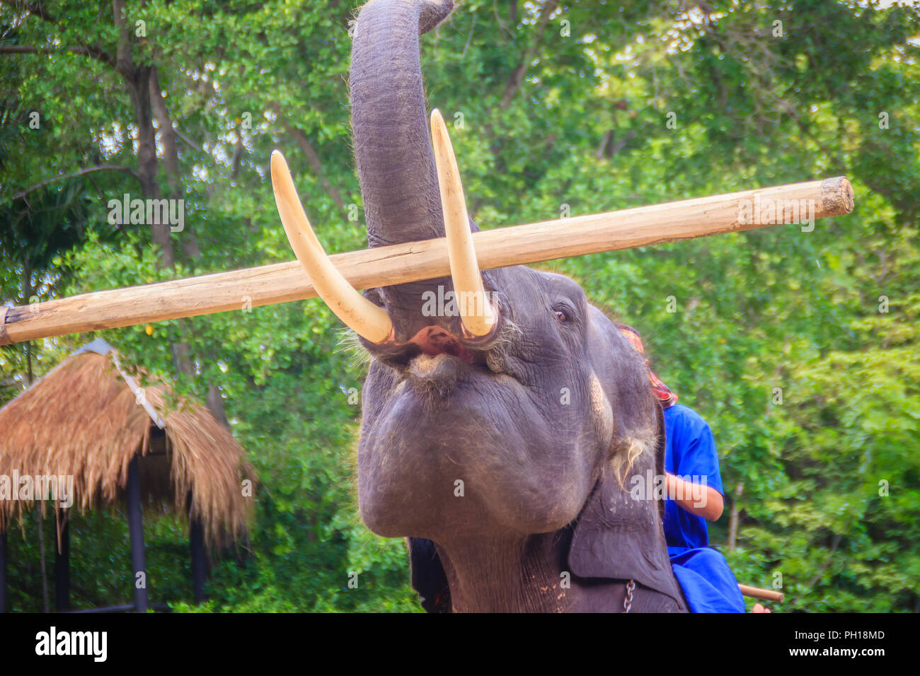 Elephant Carrying Log High Resolution Stock Photography and Images - Alamy