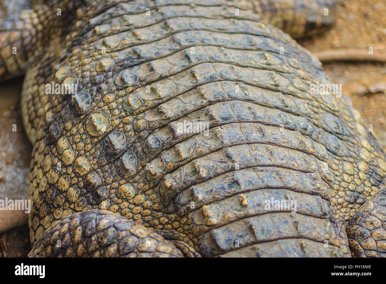 Crocodile lying on bank hi-res stock photography and images - Alamy