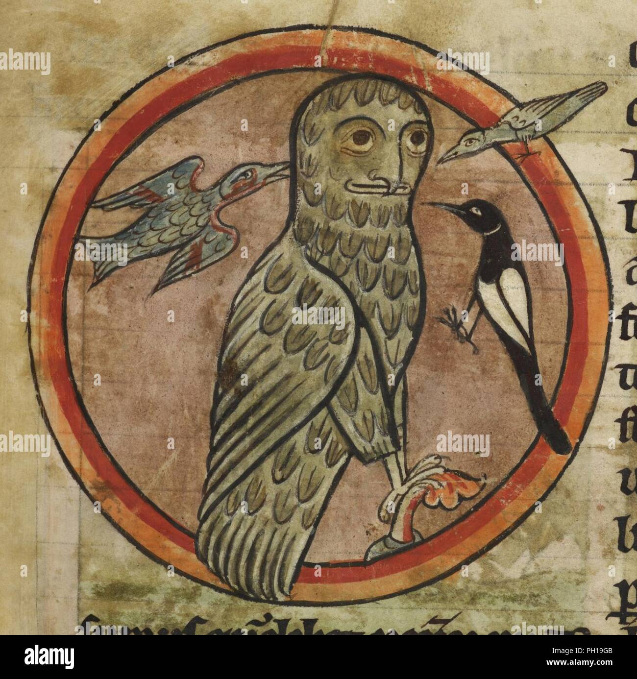 Owl mobbed by birds hi-res stock photography and images - Alamy