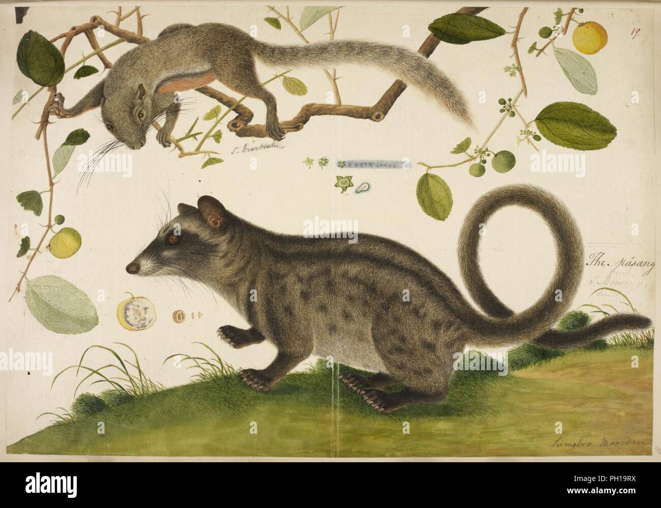 History of Sumatra - 'Squirrel, unidentified, (Callosciurus), and a ...