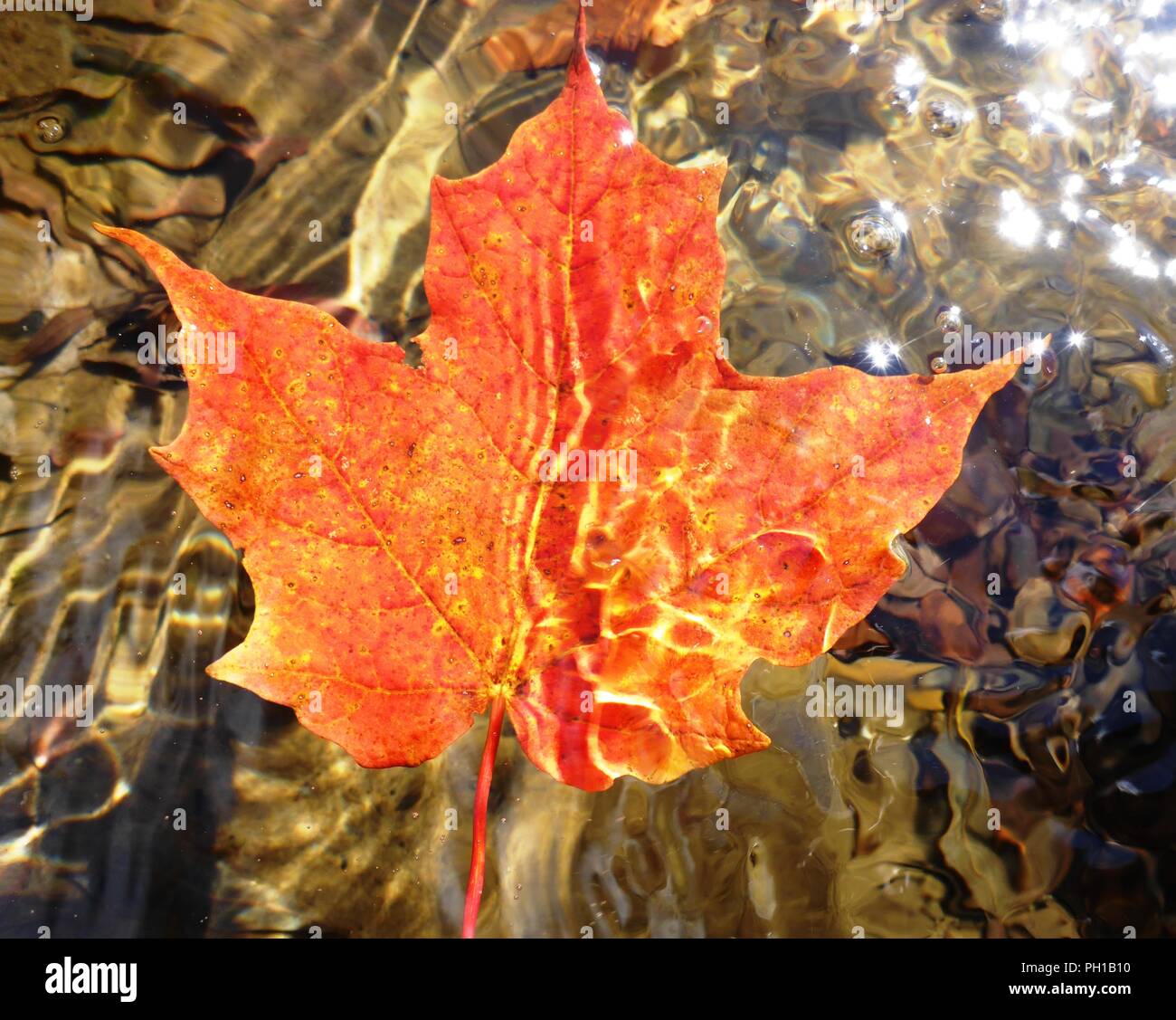 Autumn Reflection and Maple Leaf Stock Photo - Alamy