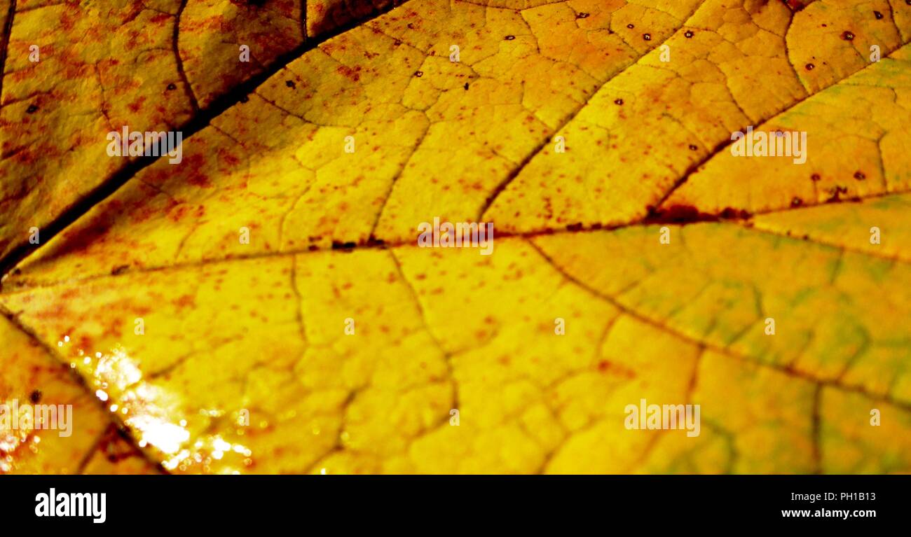 Orange yellow leaf hi-res stock photography and images - Alamy