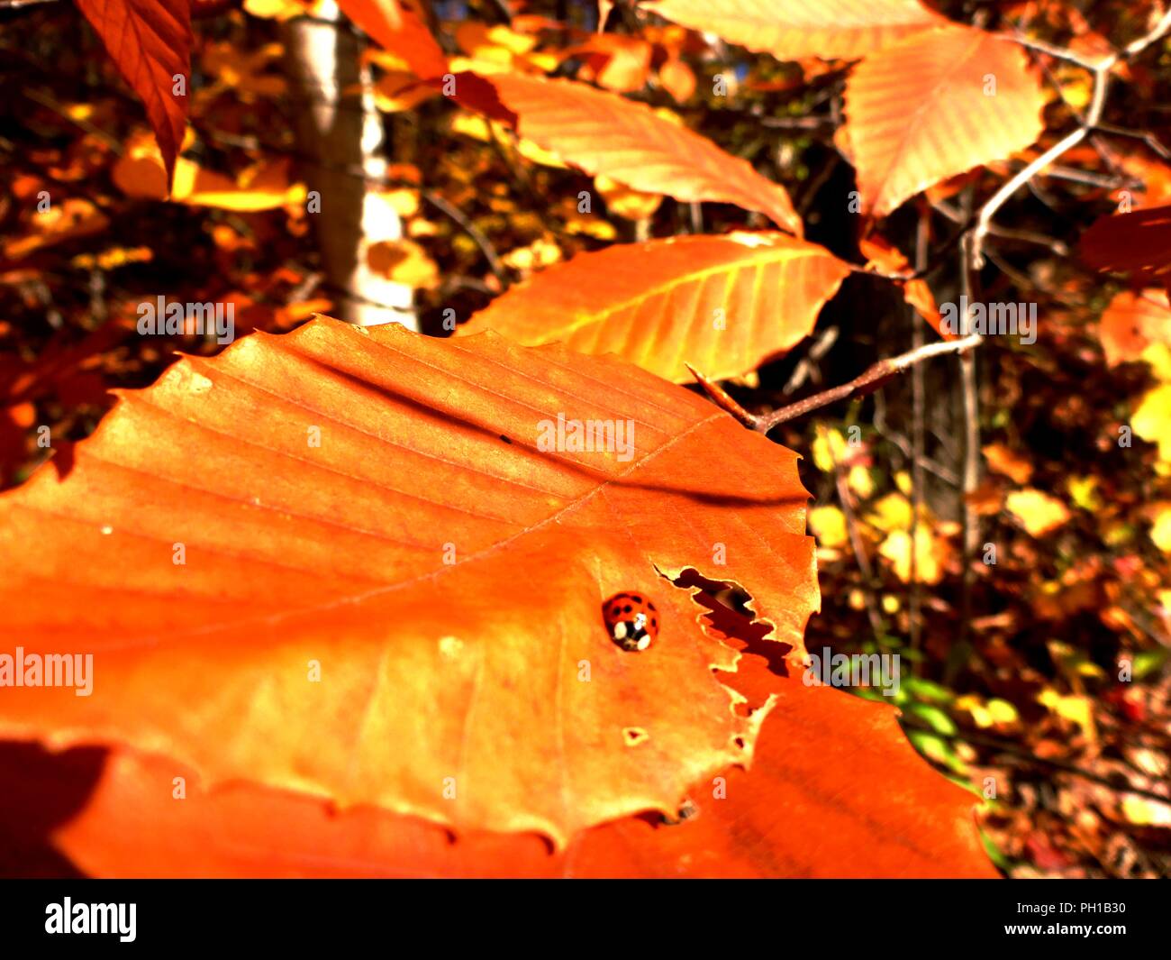 Fall season textures hi-res stock photography and images - Alamy
