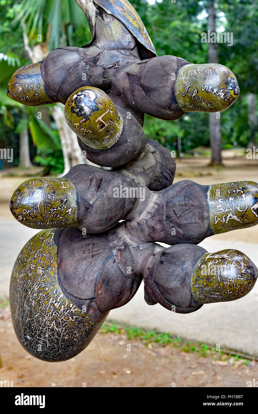 Sri lankan double coconut tree hi-res stock photography and images - Alamy