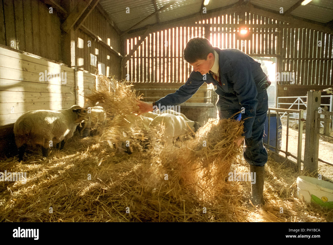 Oathall Community College farm in Haywards Heath Stock Photo - Alamy