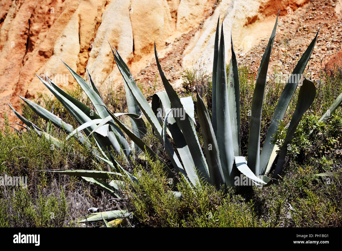 Agave flower - Vilamoura - Algarve - Portugal Stock Photo - Alamy