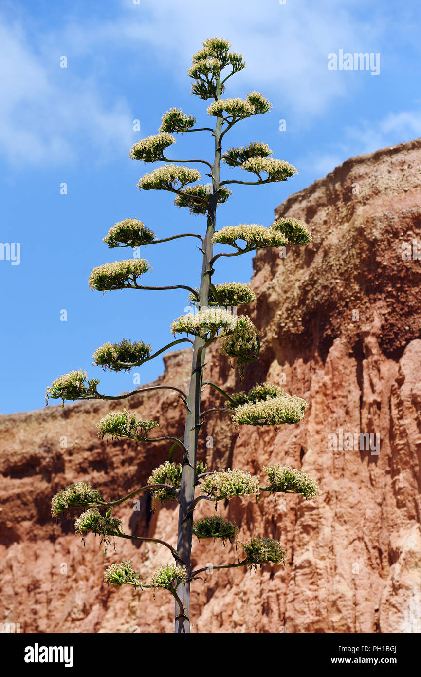 Agave flower - Vilamoura - Algarve - Portugal Stock Photo - Alamy