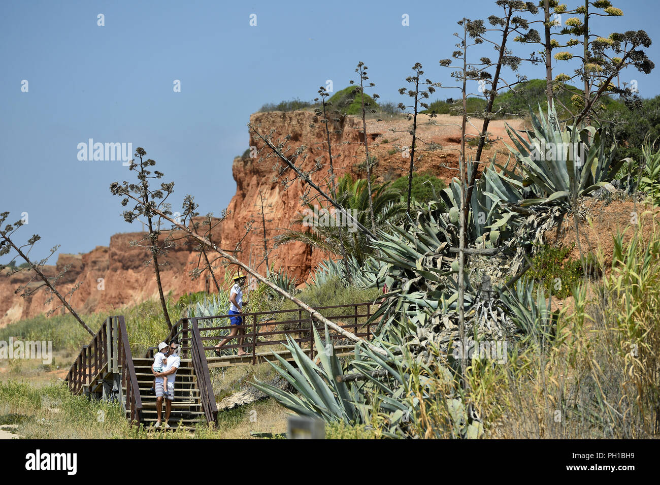 Agave flower - Vilamoura - Algarve - Portugal Stock Photo - Alamy