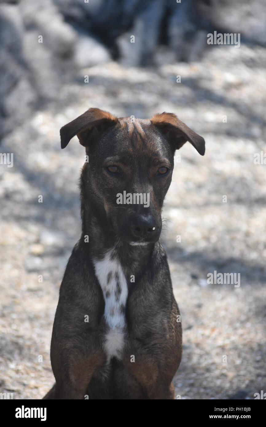 Aruba cunucu dog hi-res stock photography and images - Alamy