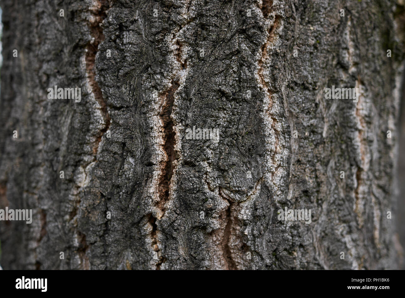 Ailanthus altissima bark Stock Photo - Alamy