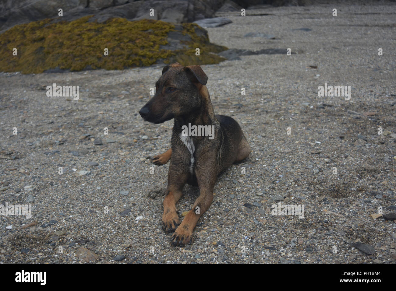 Stunning photo of the cunucu dog breed Stock Photo - Alamy